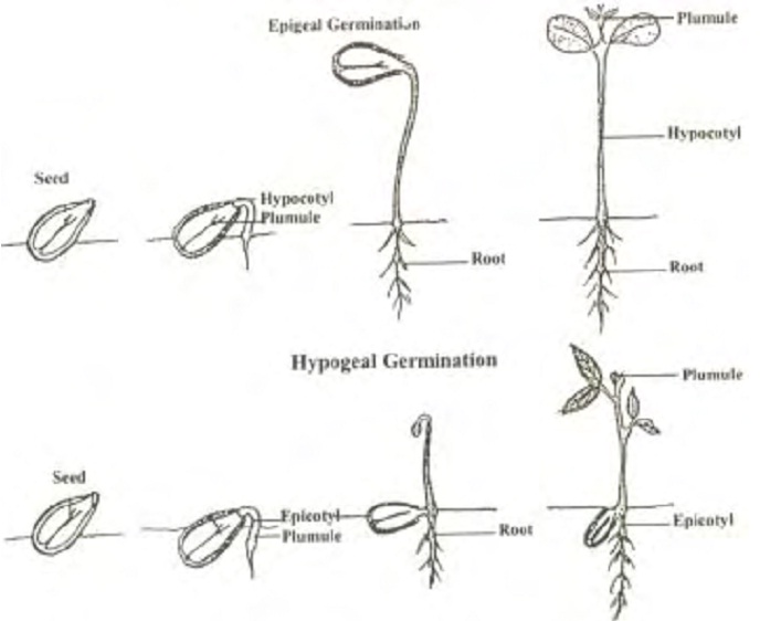 Types Of Seed Germination Homework Help Assignment Help Process